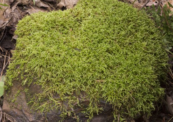 Atlas Moss Camp, 2016 | Northern Forest Atlas