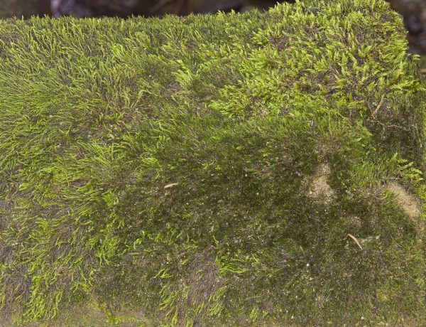 Atlas Moss Camp, 2016 | Northern Forest Atlas