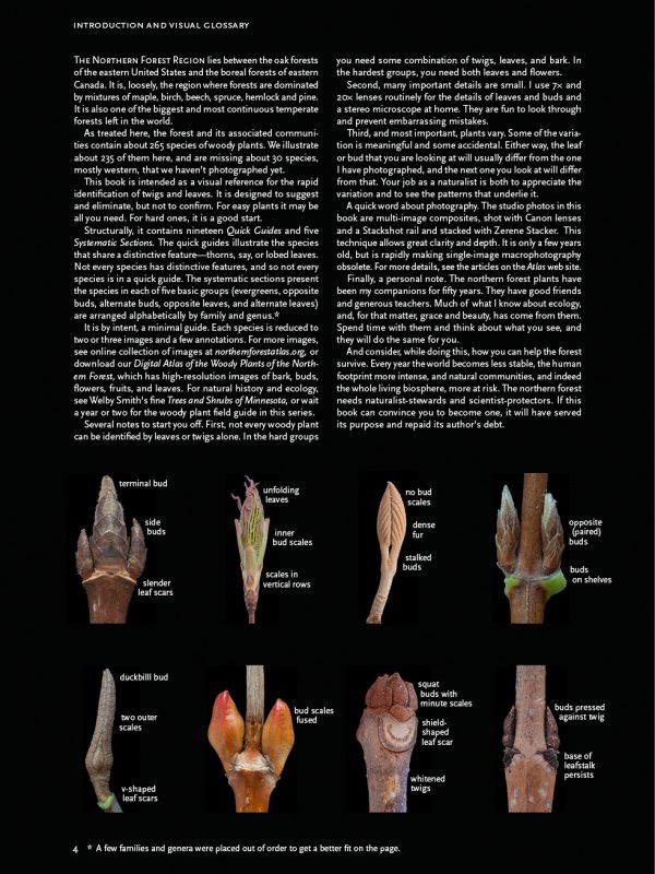 Woody Plants of the Northern Forest – A Photographic Guide, WP-30 ...