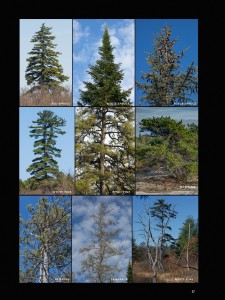 Woody Plants of the Northern Forest – A Photographic Guide, WP-30 ...