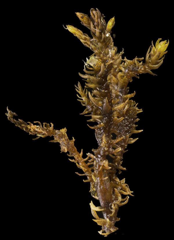 Andreaea rupestris | Atlas Image categories | Northern Forest Atlas