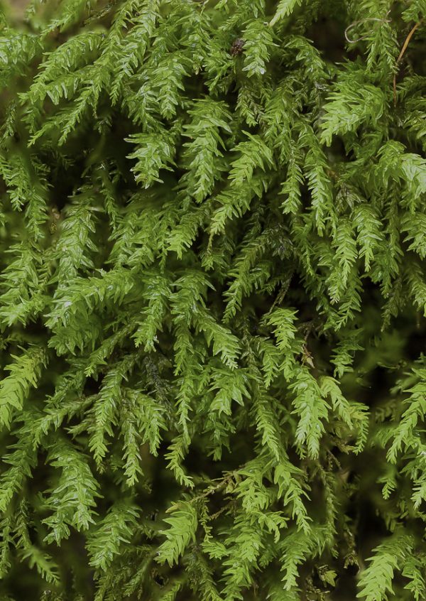 Anomodon attenuatus | Atlas Image categories | Northern Forest Atlas