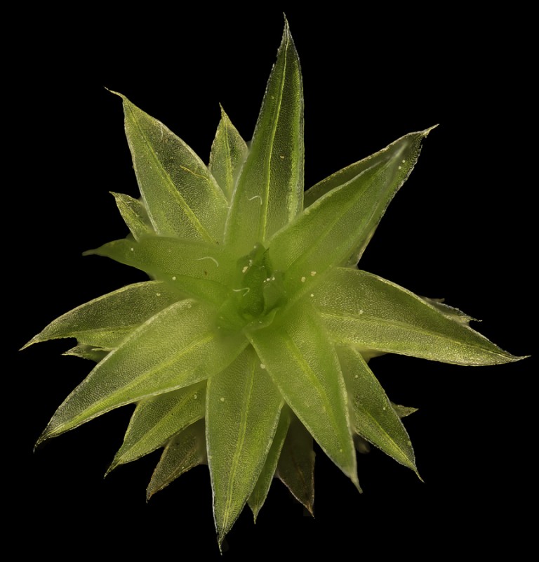 Bryum pseudotriquetrum | Atlas Image categories | Northern Forest Atlas