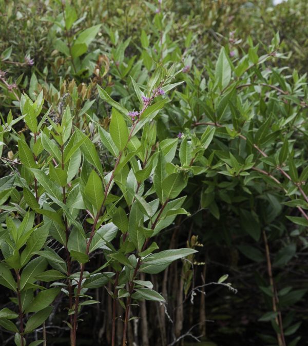 Swamp loosestrife, Decodon verticillatus | Atlas Image categories ...
