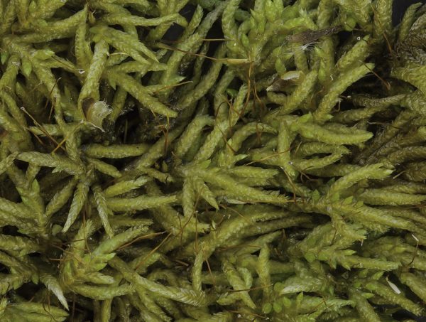 Entodon seductrix | Atlas Image categories | Northern Forest Atlas