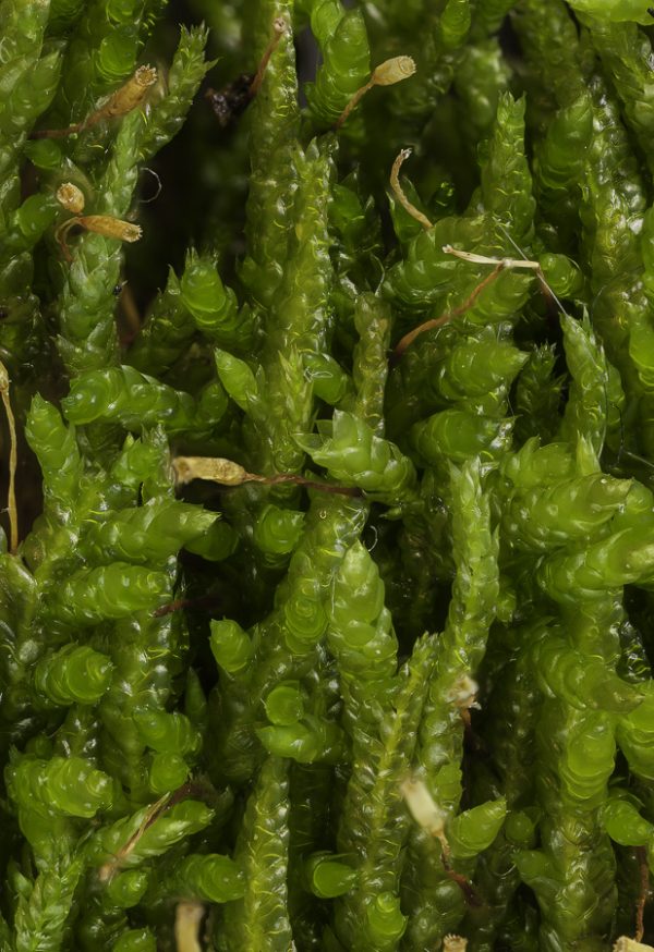 Entodon seductrix | Atlas Image categories | Northern Forest Atlas