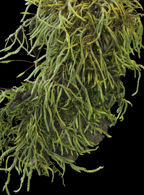 Entodon | Atlas Image categories | Northern Forest Atlas