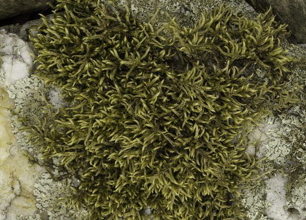 Entodon | Atlas Image categories | Northern Forest Atlas