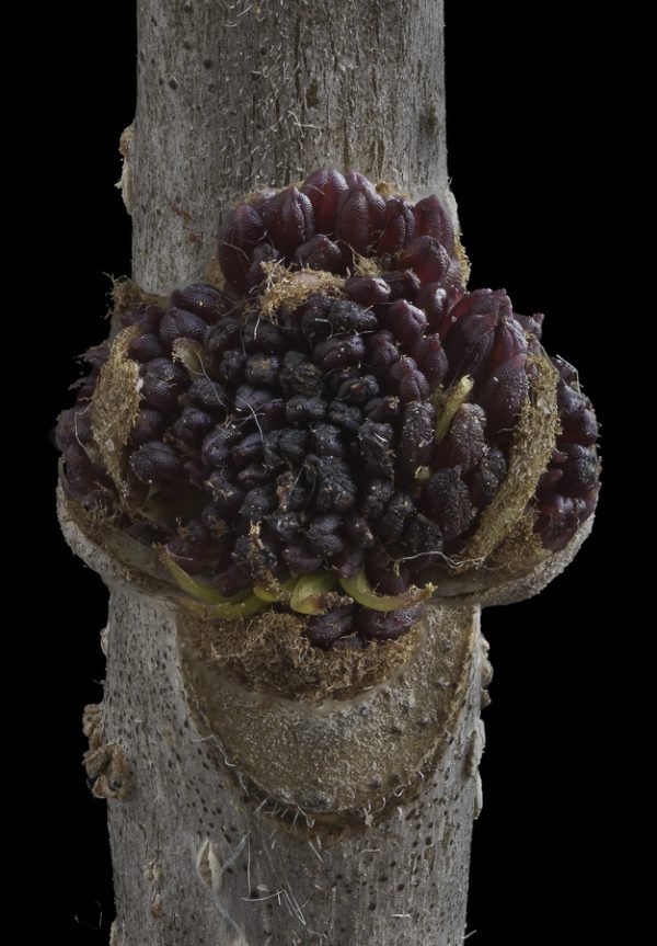 Fraxinus, Ash | Atlas Image categories | Northern Forest Atlas