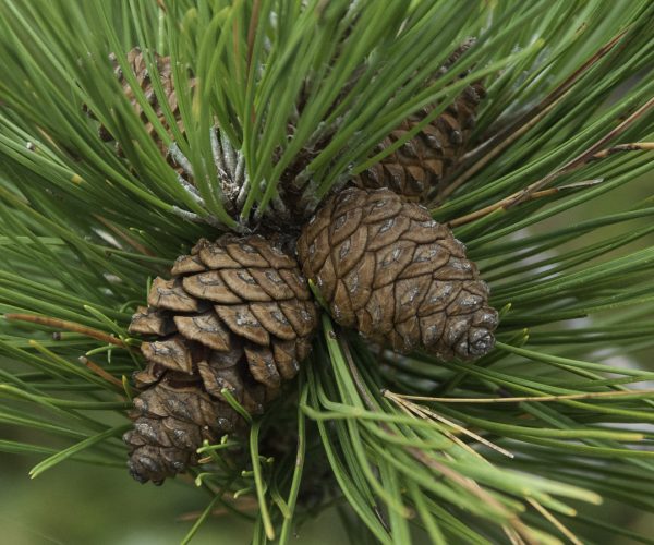 Pinus resinosa, Red pine + | Atlas Image categories | Northern Forest Atlas
