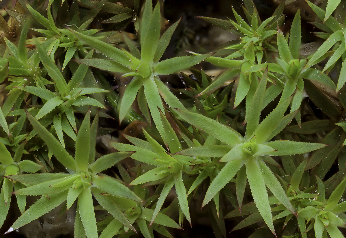 Pogonatum Dentatum Atlas Image Categories Northern Forest Atlas Pogonatum Dentatum Atlas Image Categories Northern Forest Atlas