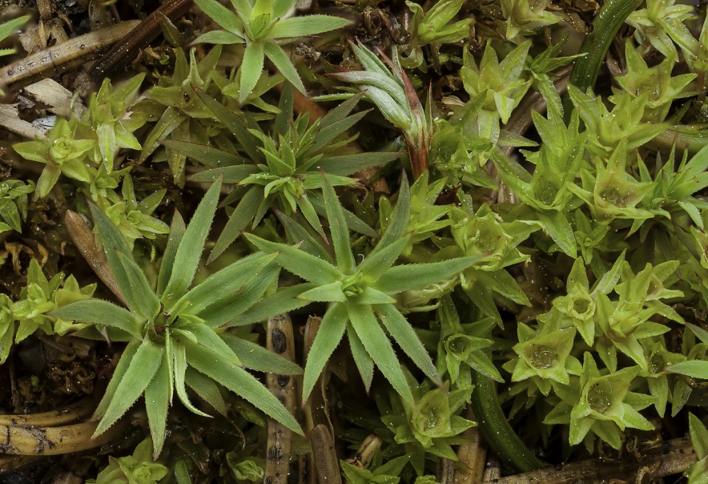 Pogonatum Dentatum Atlas Image Categories Northern Forest Atlas Pogonatum Dentatum Atlas Image Categories Northern Forest Atlas