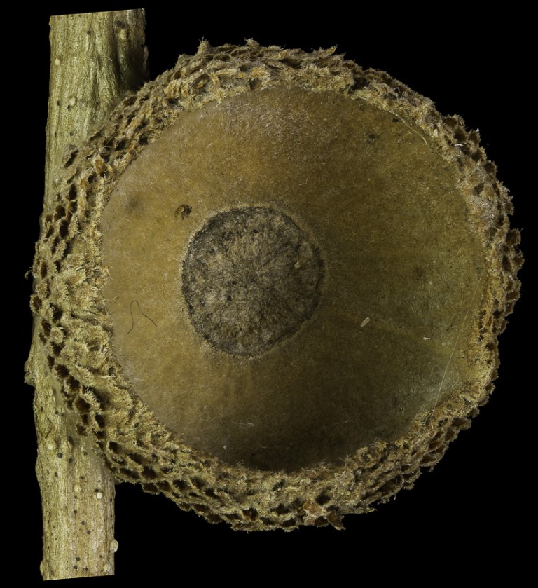 Quercus prinoides, Dwarf chestnut oak | Atlas Image categories ...