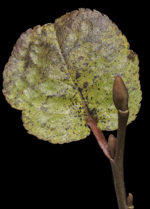 NFA Bryos Salix herbacea 02237 | Northern Forest Atlas