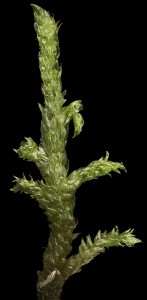 Scorpidium scorpioides | Atlas Image categories | Northern Forest Atlas