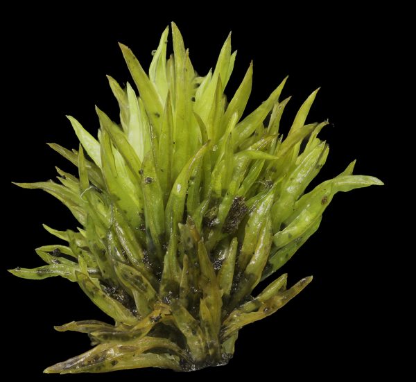 Tortella inclinata | Atlas Image categories | Northern Forest Atlas