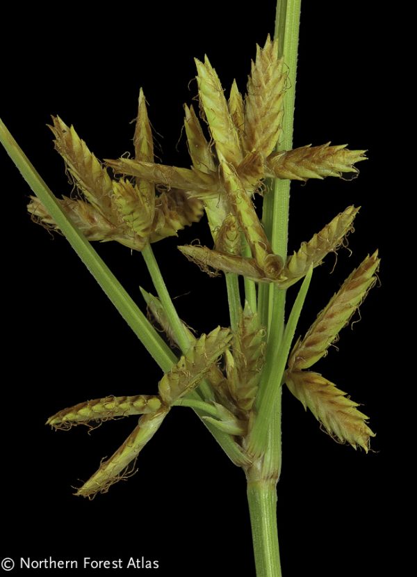 NFA Sedges Cyperus dentatus 01137 | Northern Forest Atlas