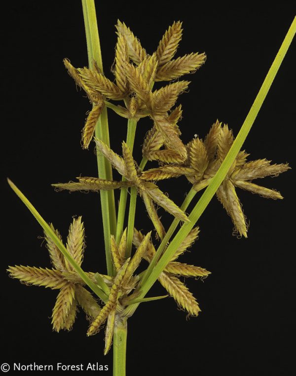 NFA Sedges Cyperus dentatus 01138 | Northern Forest Atlas