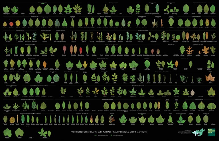 Northern Forest Atlas