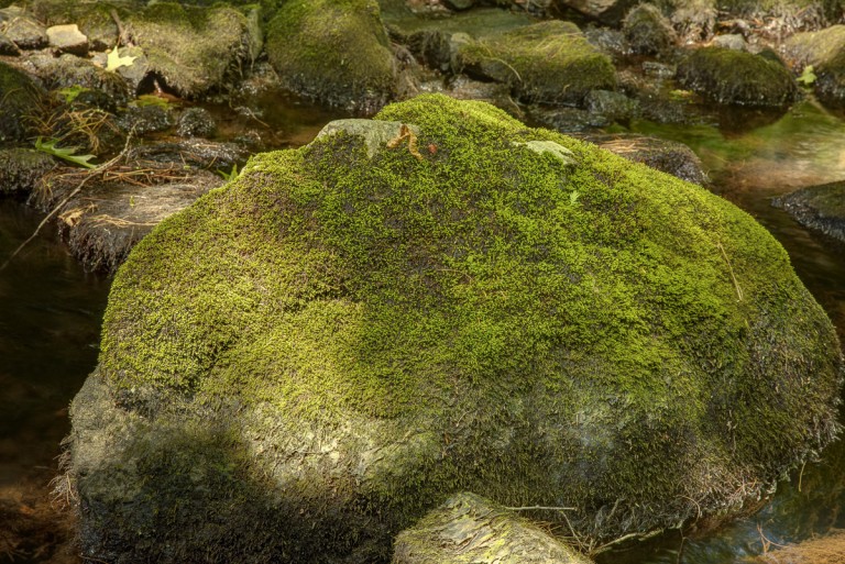 Atlas Moss Camp, 2016 | Northern Forest Atlas