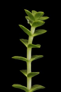 Photo Blog 3: Coastal Plants | Northern Forest Atlas