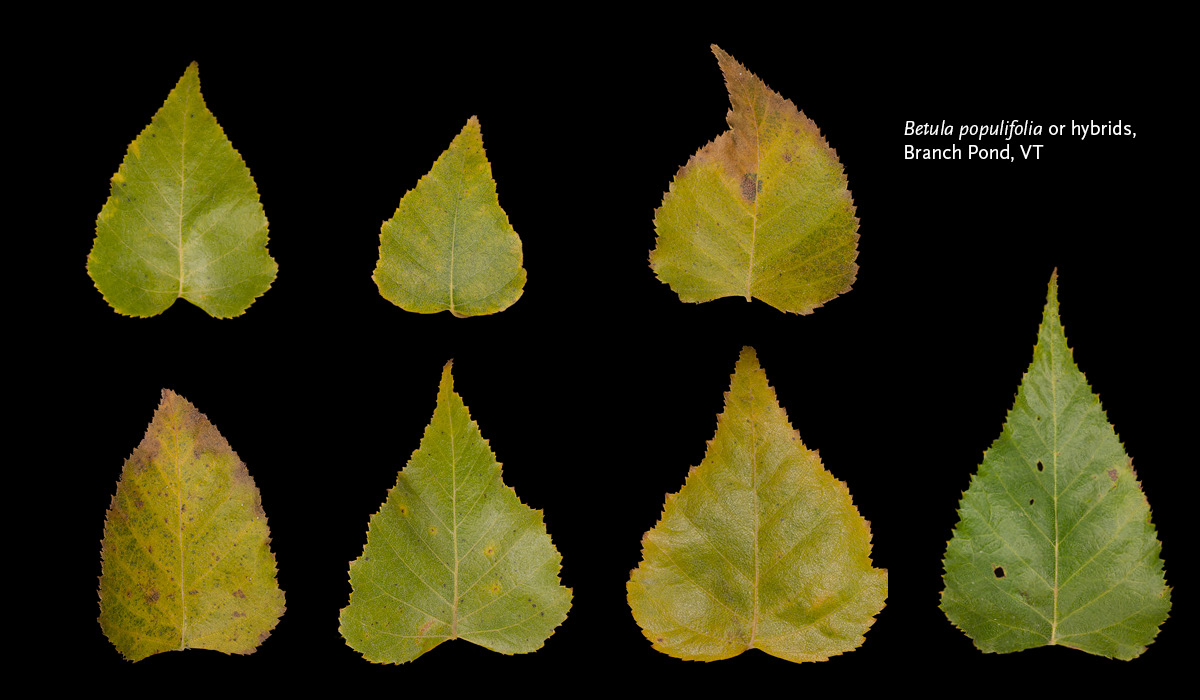 Notes on the White Birches | Northern Forest Atlas