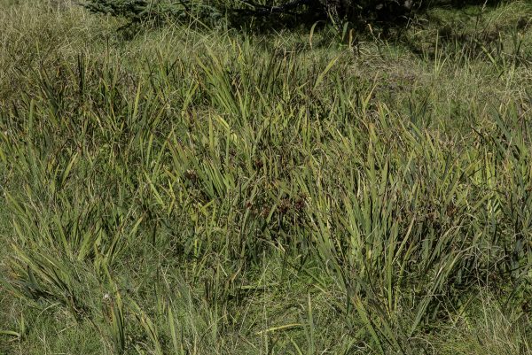 Photo Blog 3: Coastal Plants | Northern Forest Atlas