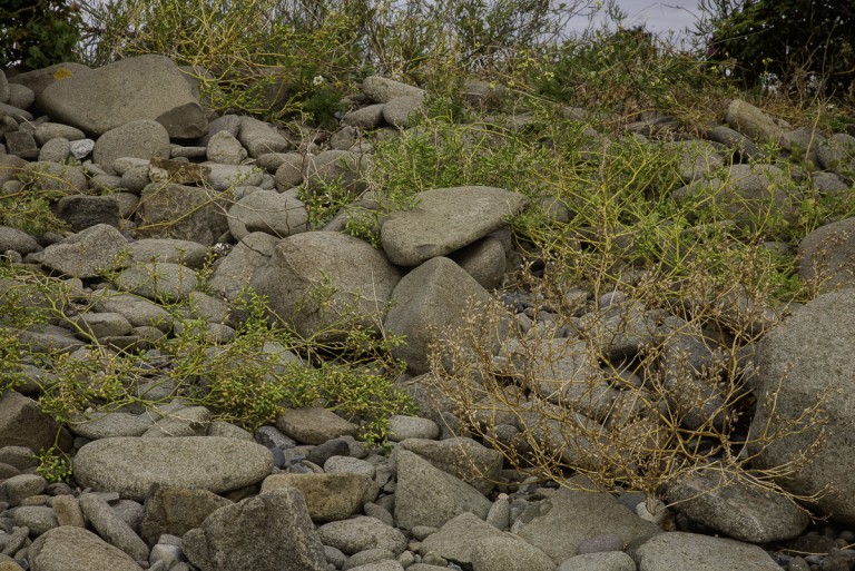 Photo Blog 3: Coastal Plants | Northern Forest Atlas