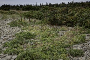 Photo Blog 3: Coastal Plants | Northern Forest Atlas