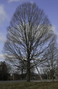 Tree Branches: Sugar Maple | Northern Forest Atlas