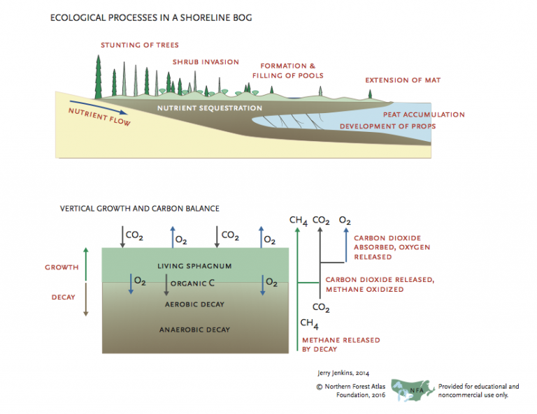 Ecological Process | Northern Forest Atlas