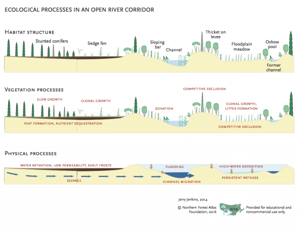 Ecological Processes in an Open River Corridor | Northern Forest Atlas