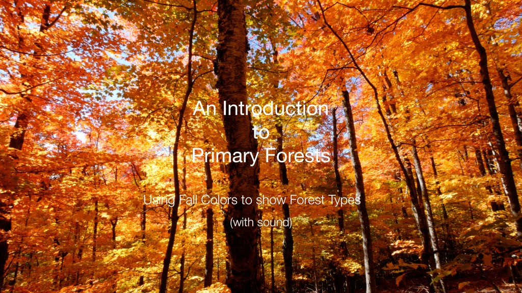 Primary Forests | Northern Forest Atlas