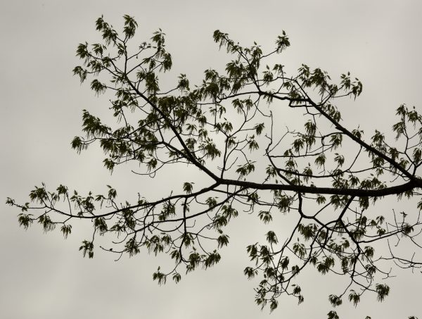 Tree Branches: Sugar Maple | Northern Forest Atlas