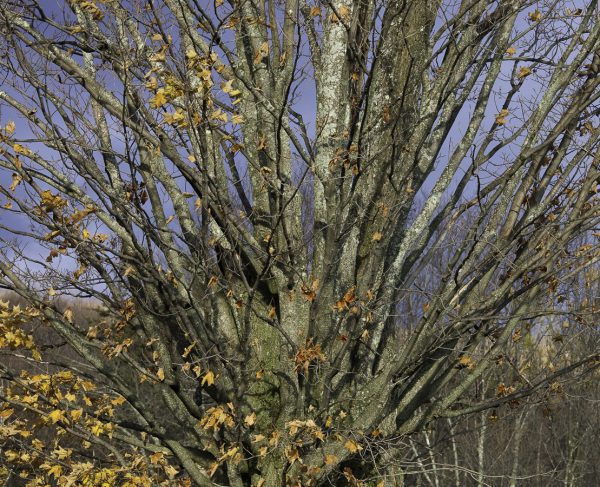 Tree Branches: Sugar Maple | Northern Forest Atlas