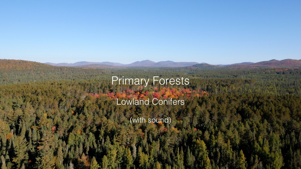 Primary Forests | Northern Forest Atlas