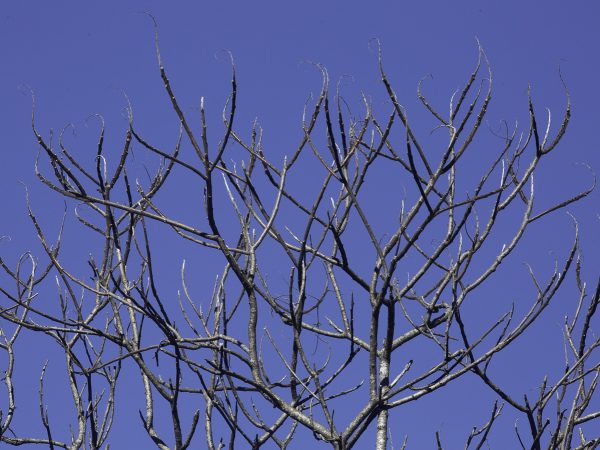 Tree Branches: Sugar Maple | Northern Forest Atlas