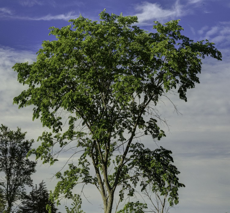 Tree Branches: Sugar Maple | Northern Forest Atlas