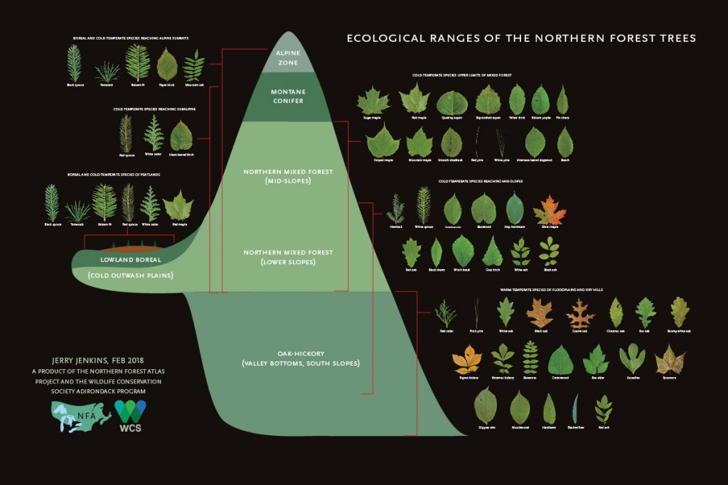 Ecological Ranges of the Northern Forest Trees, WP-62 | Northern Forest ...