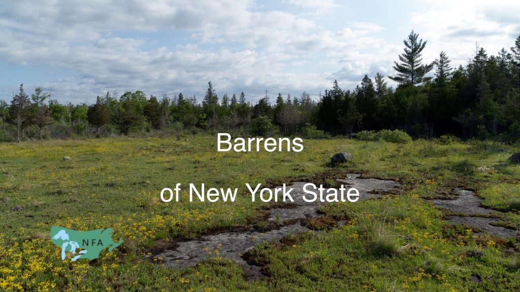 pavement barrens | Northern Forest Atlas