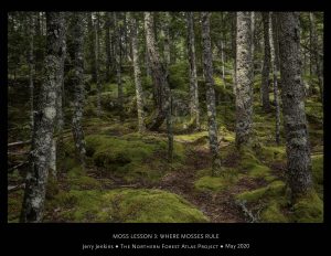 Moss Lesson 3 – Where Mosses Rule | Northern Forest Atlas