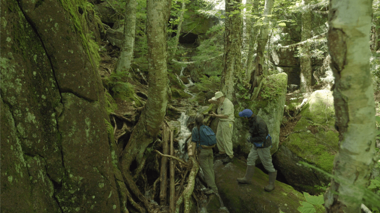 Northern Forest Atlas